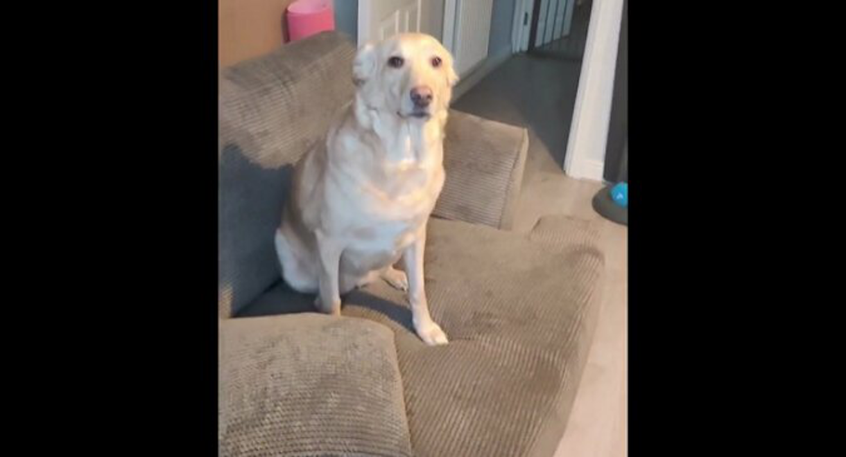 Nejkratší procházka se psem na světě rozesmála uživatele webu. Video ...