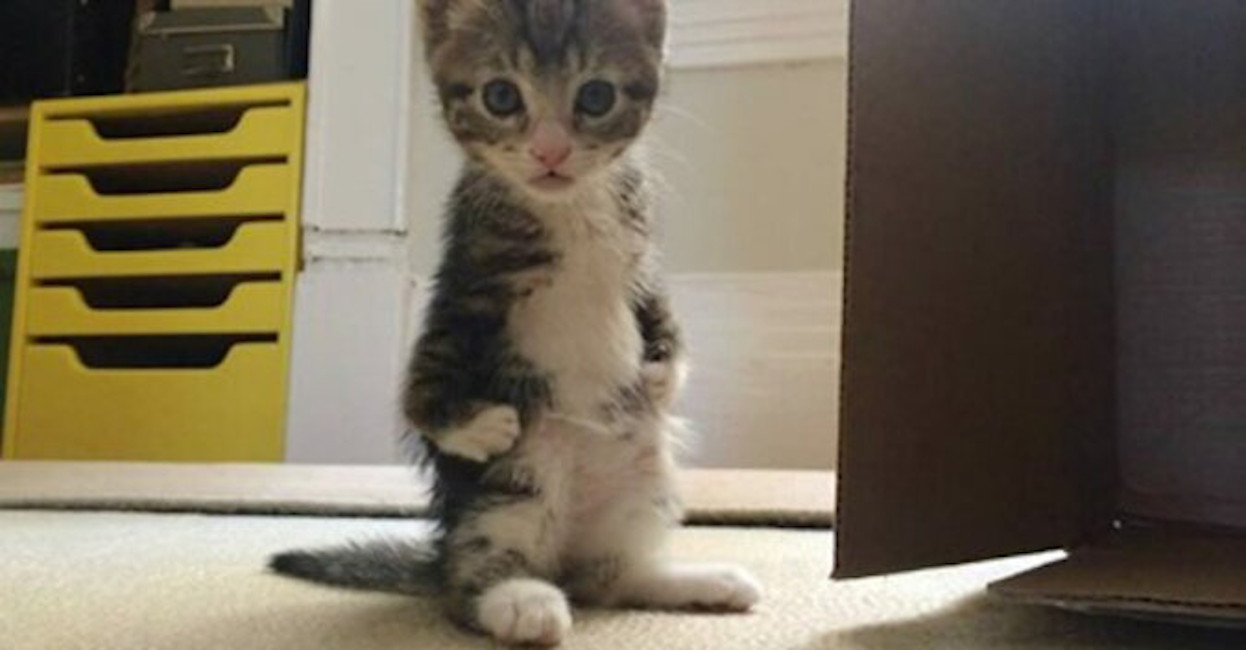 Malé kotě bylo přivezeno, aby bylo uspáno, ale veterinář to odmítl ...